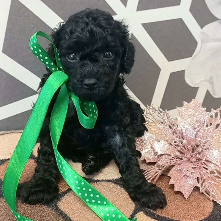 Той-пудель, щенок