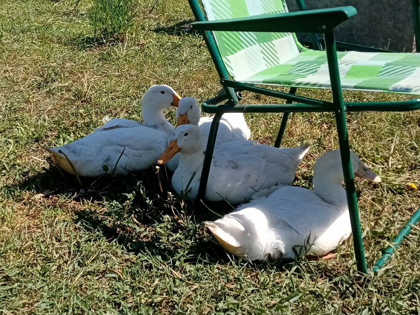 Утка живым весом