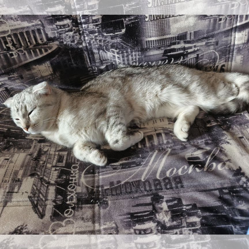 Шотландская вислоухая короткошёрстная, взрослая кошка