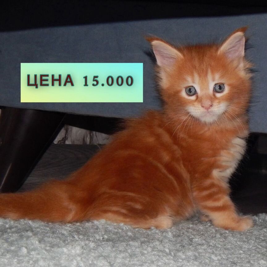 Крупные котята мейн-кун