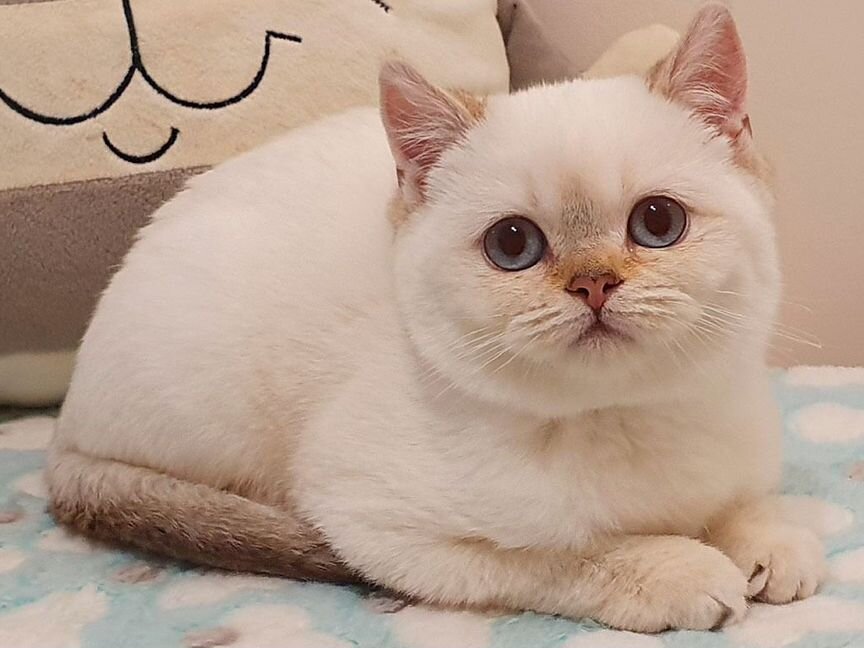 Сонечка - шоколадная золотистая колорочка