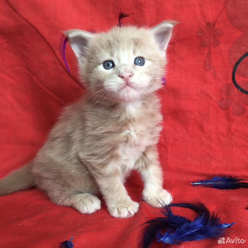Котята мейн кун