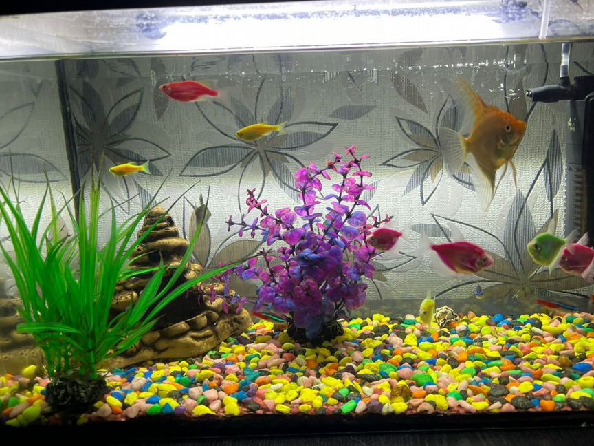 Аквариум с рыбками