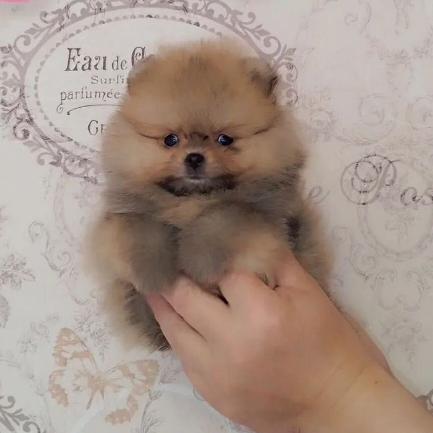 Померанский шпиц, щенок