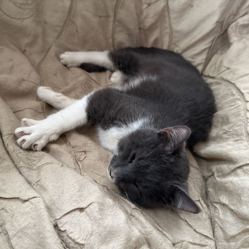 Кошка