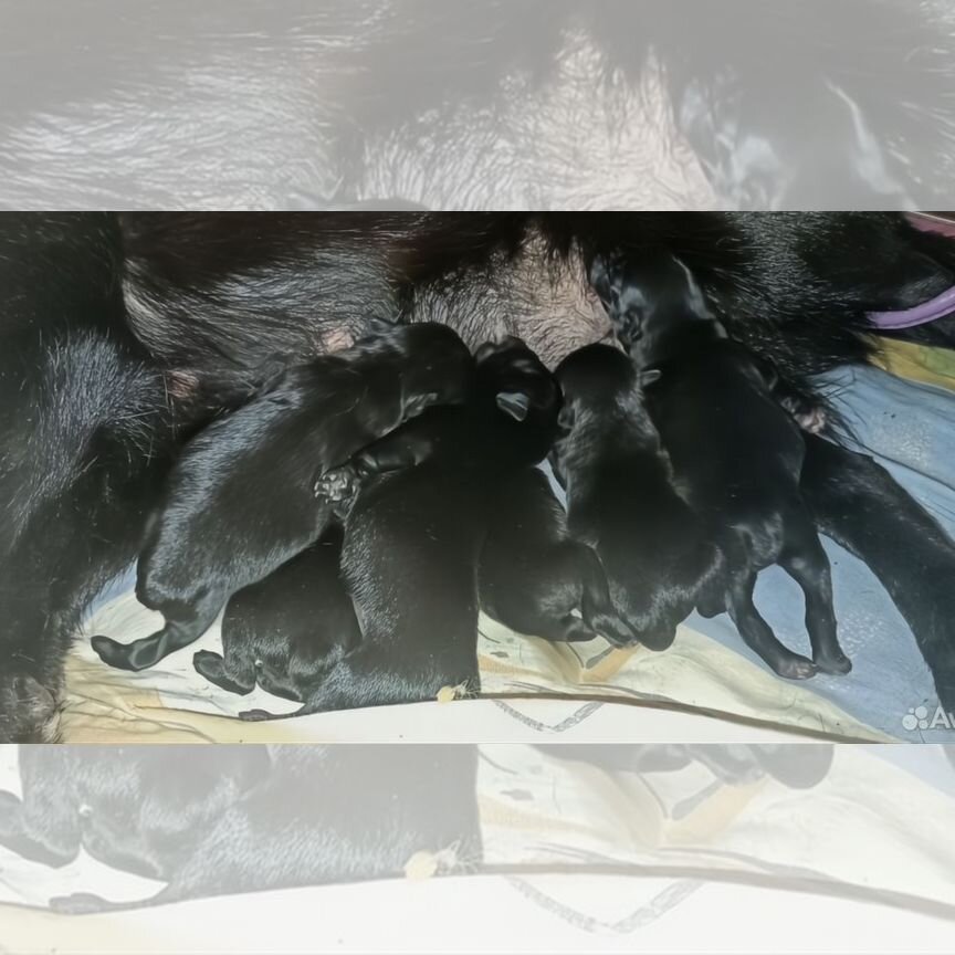 Схипперке, щенок