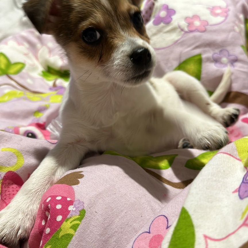 Щенок джек рассел в добрые руки