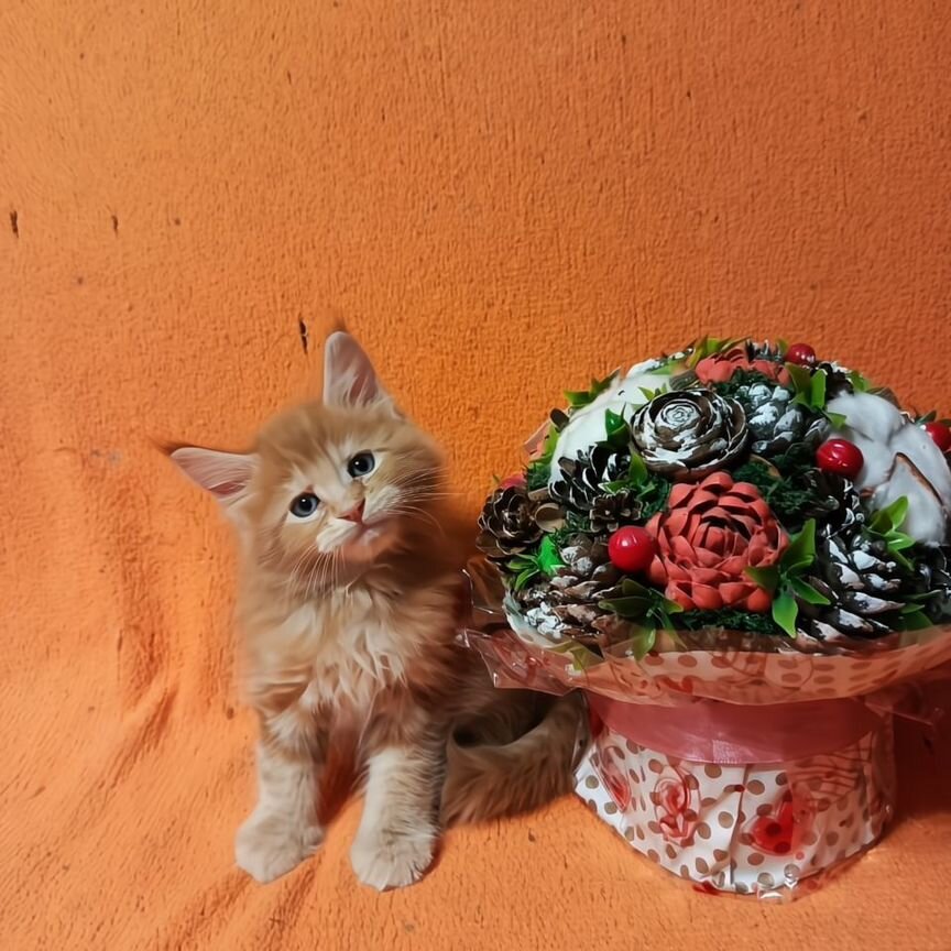 Мейн-кун котёнок