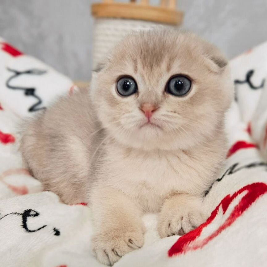 Шотланский котёнок Шотланский мальчик