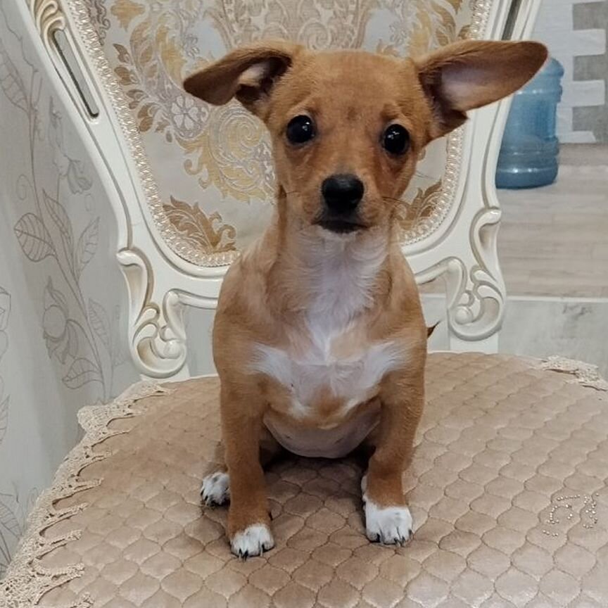 Русский той-терьер, щенок