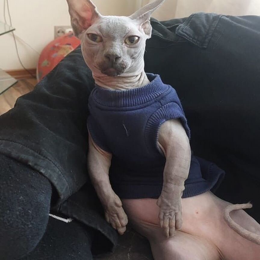 Бамбино кот вязка