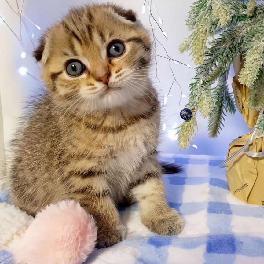 Шотландский вислоухий короткошёрстный котёнок