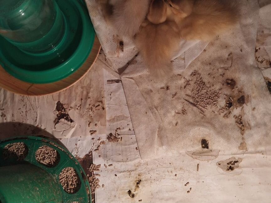 Индоутята суточные