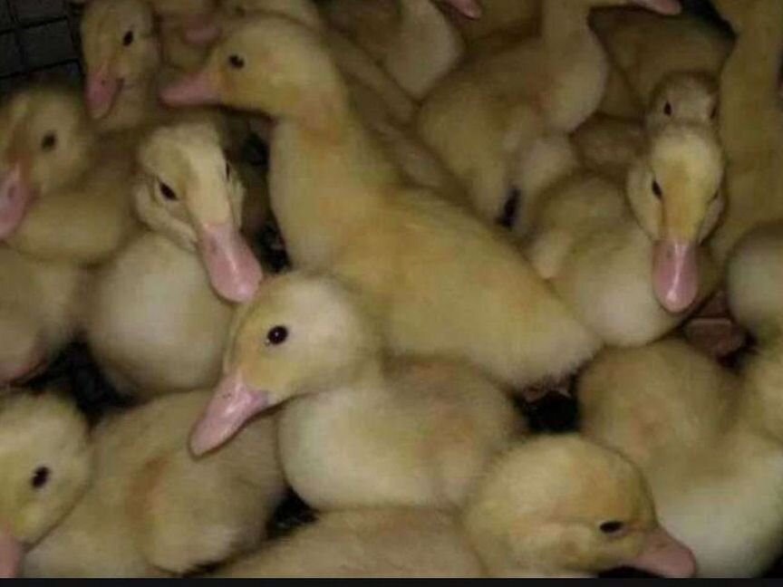 Мускусные утята индоутки