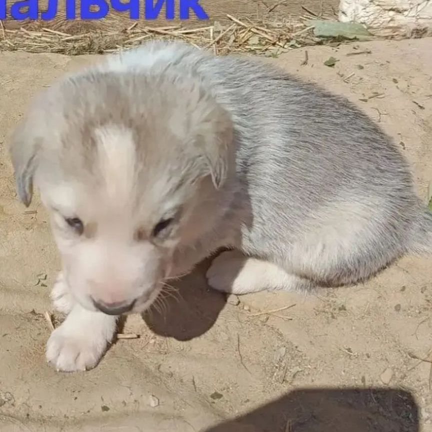 Щенок в добрые руки