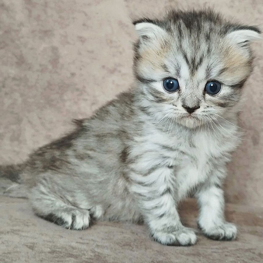 Шотландский прямоухий длинношёрстный котёнок