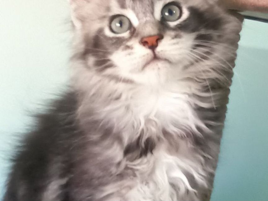 Котята мейн-кун, крупные линии