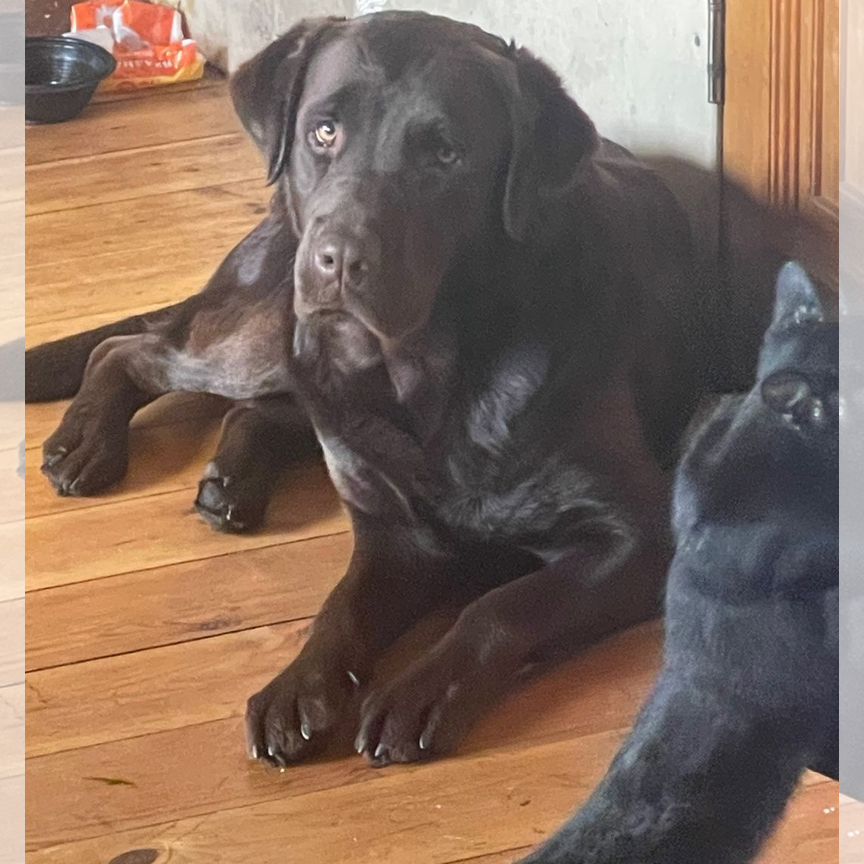 Лабрадор-ретривер, взрослый пёс