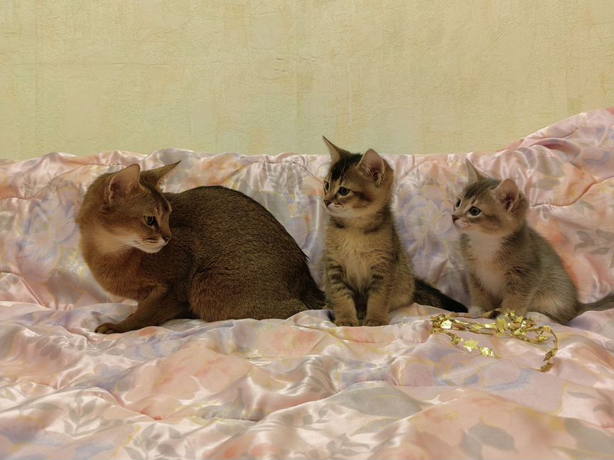 Абиссинские котята