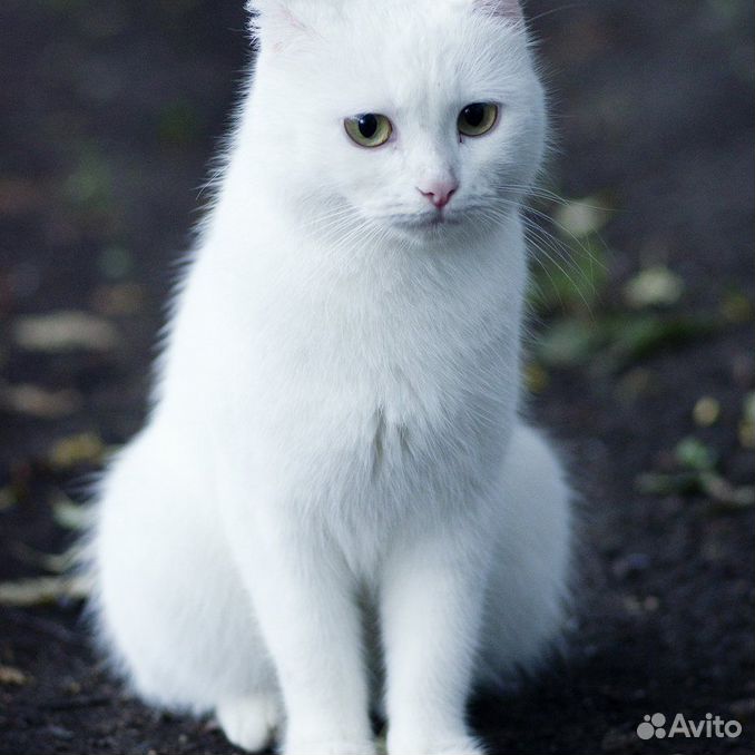 Отдам белого котика