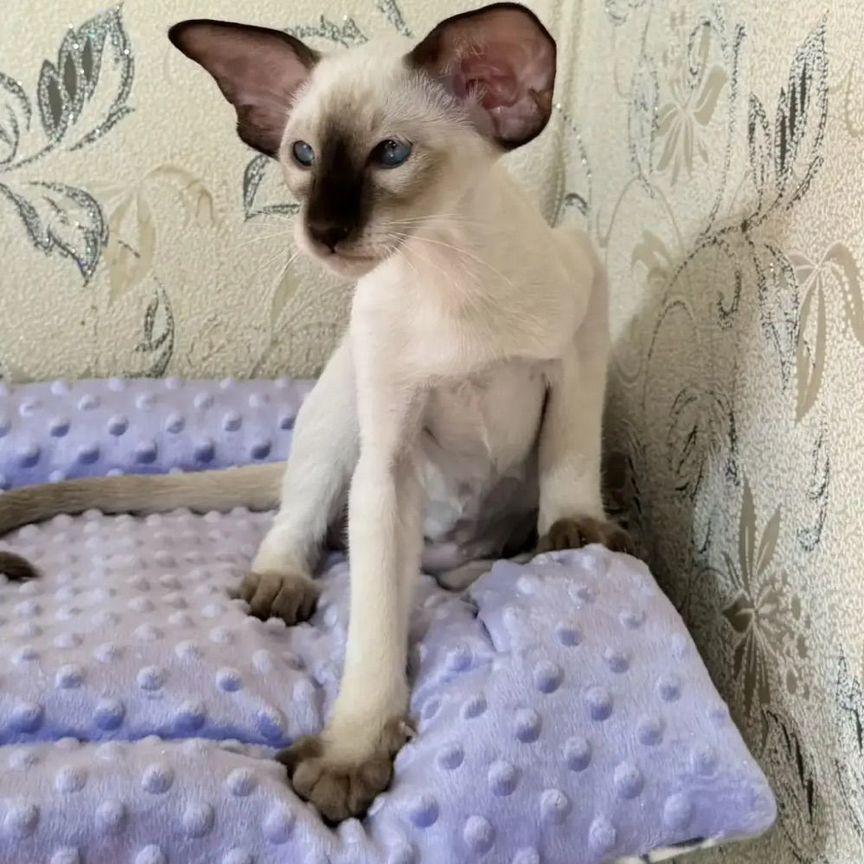 Ориентальный котёнок