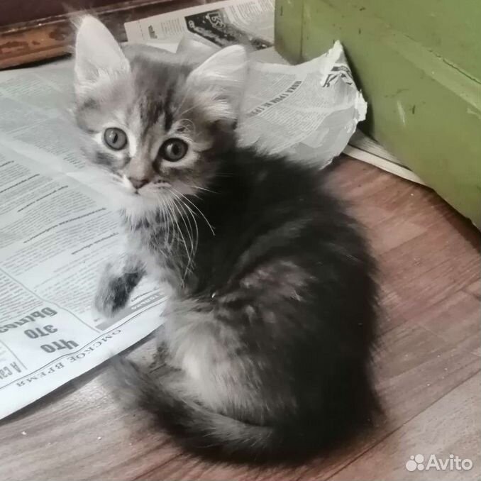 Котята девочки 2 месяца с доставкой