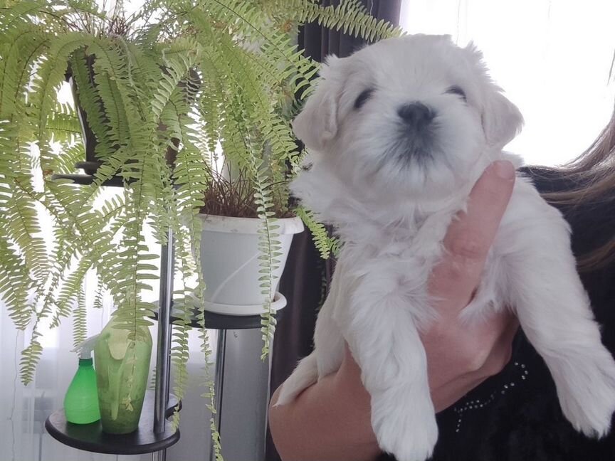 Щенки мальтезе