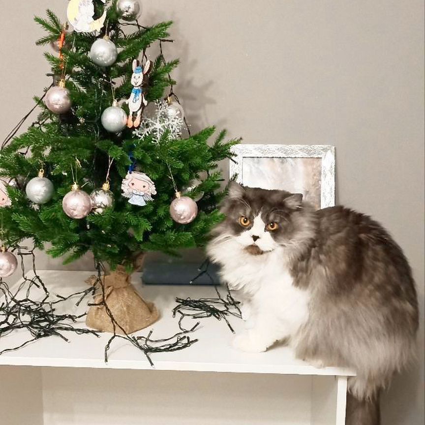 Котик селкирк страйт