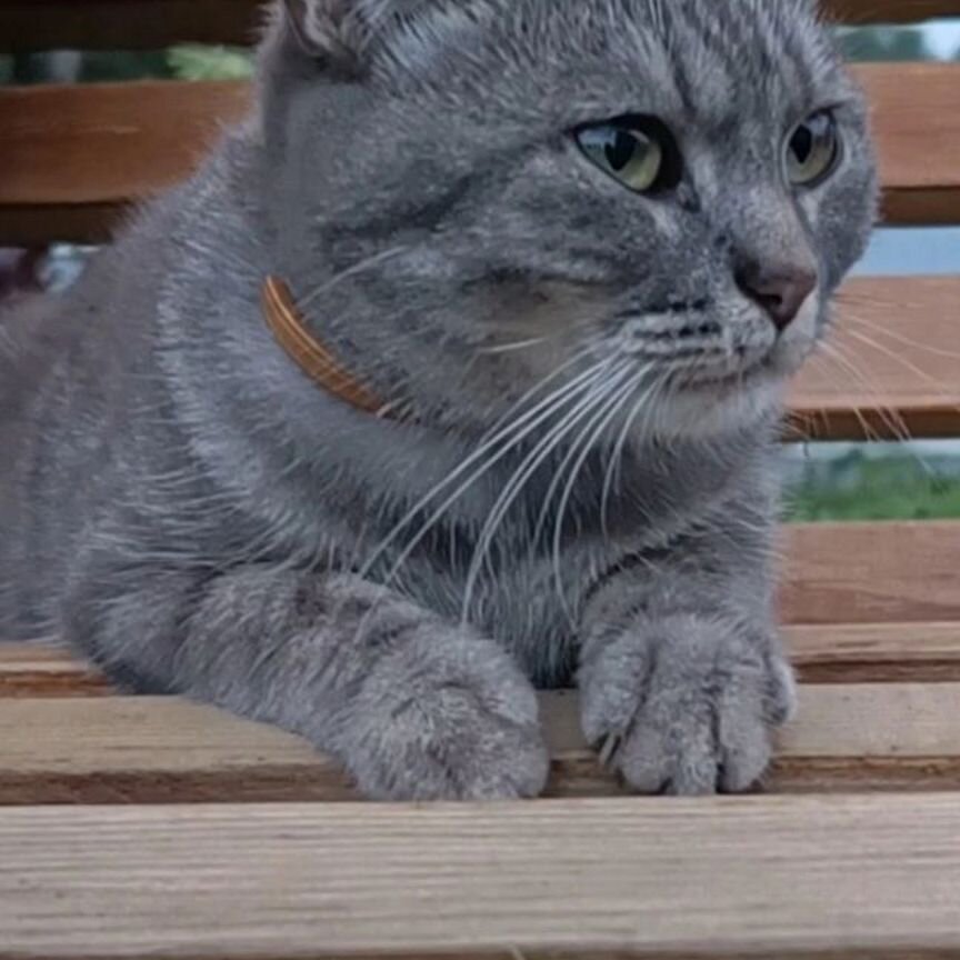 Стерилизованная Умка заботливым людям