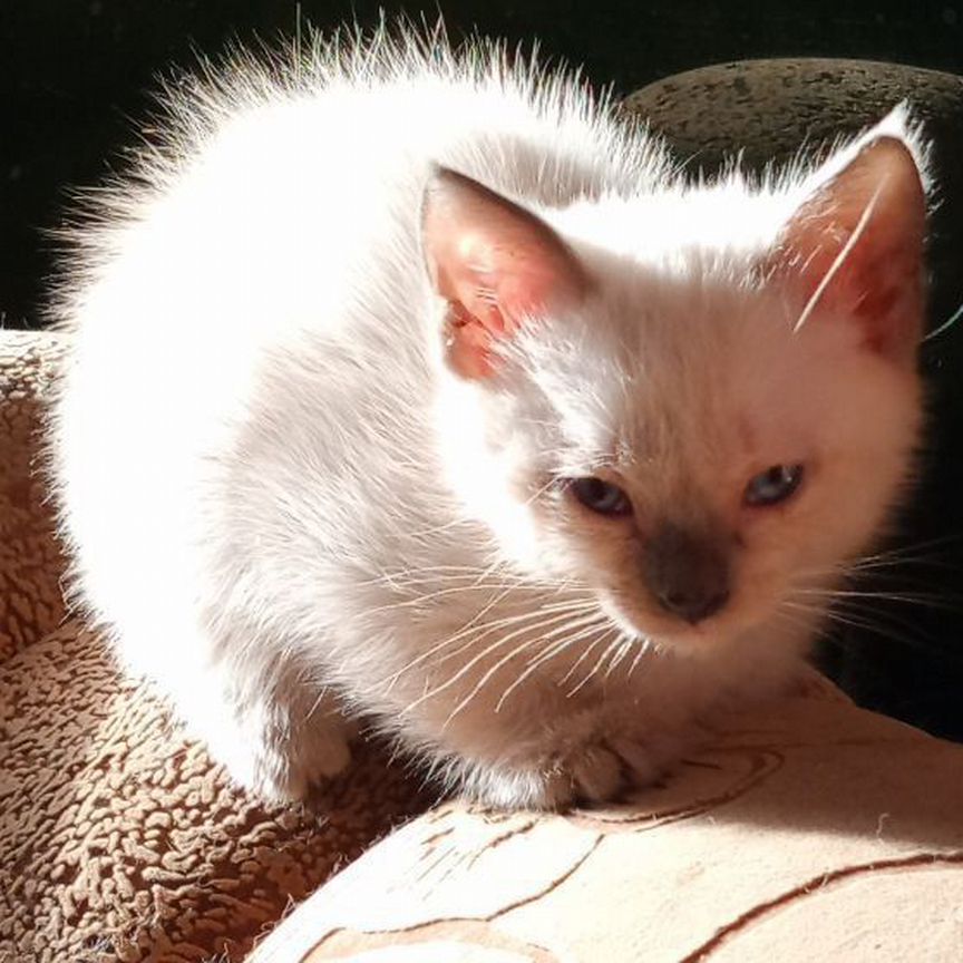 Сиамский котёнок