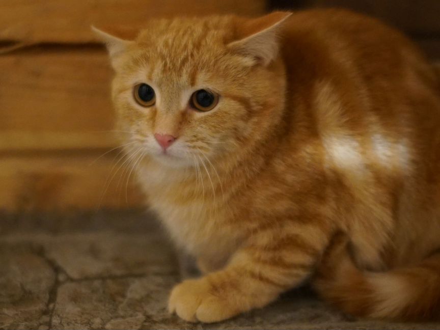 Кошка в дар бесплатно