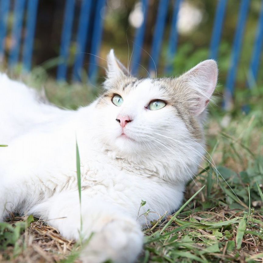 Котик в добрые руки