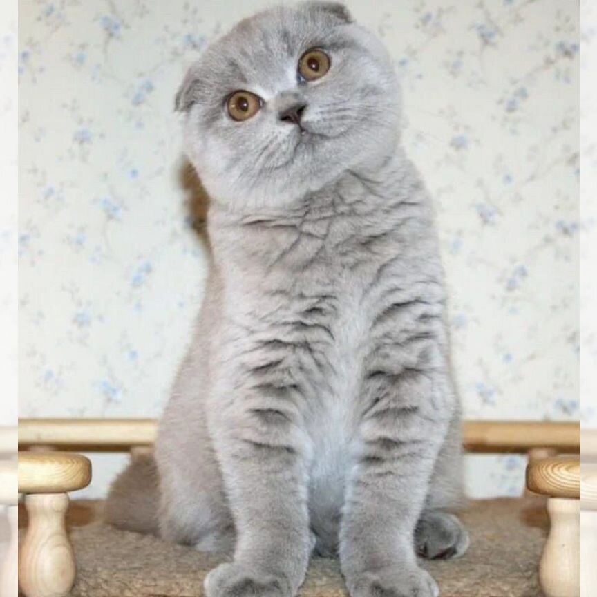 Шотландские клубные котята