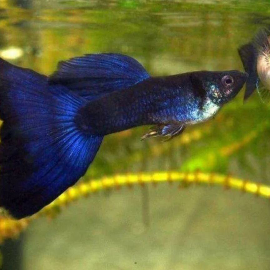 Гуппи чистая линия синяя азиаты
