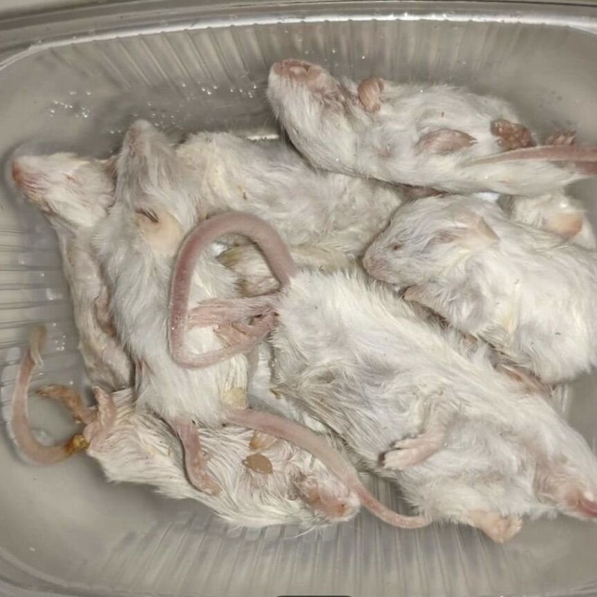 Мыши замороженные отдам
