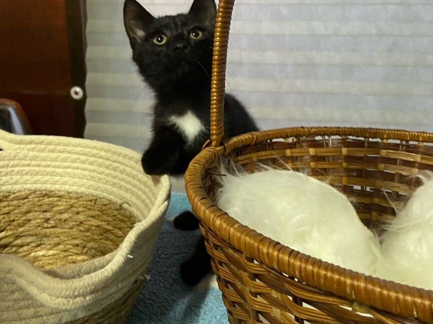 Котик в добрые руки