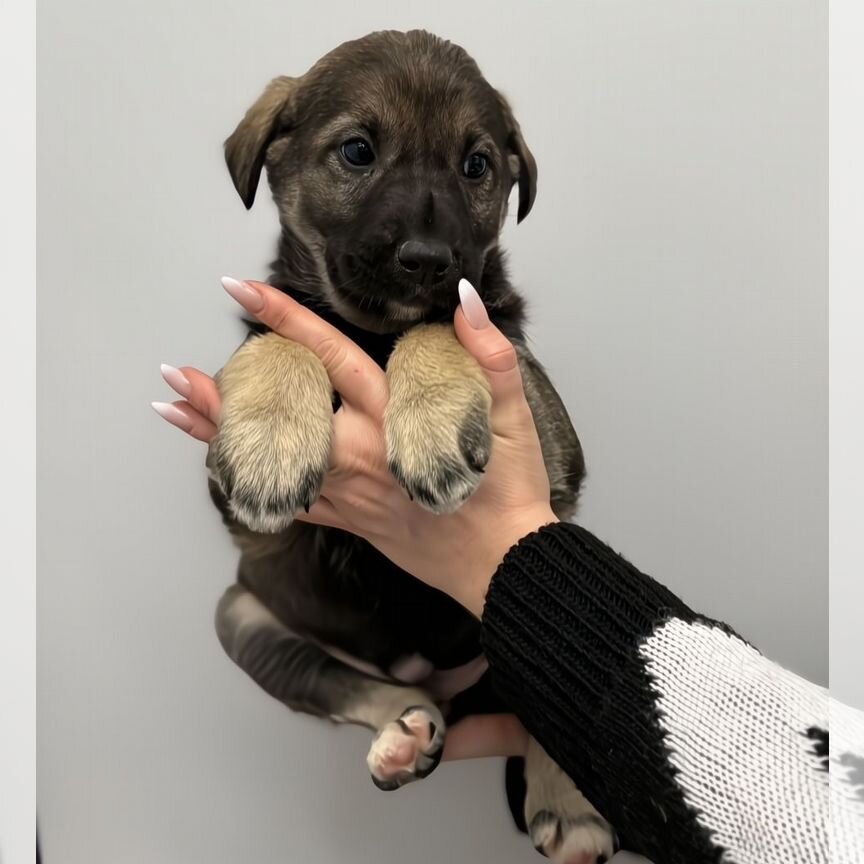 Щенок в добрые руки