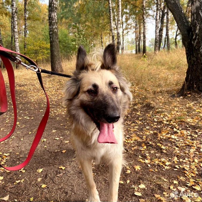 Спасите Пушка из приюта