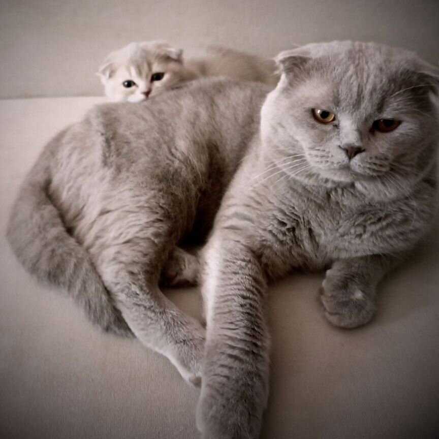 Шотландский прямоухий короткошёрстный котёнок
