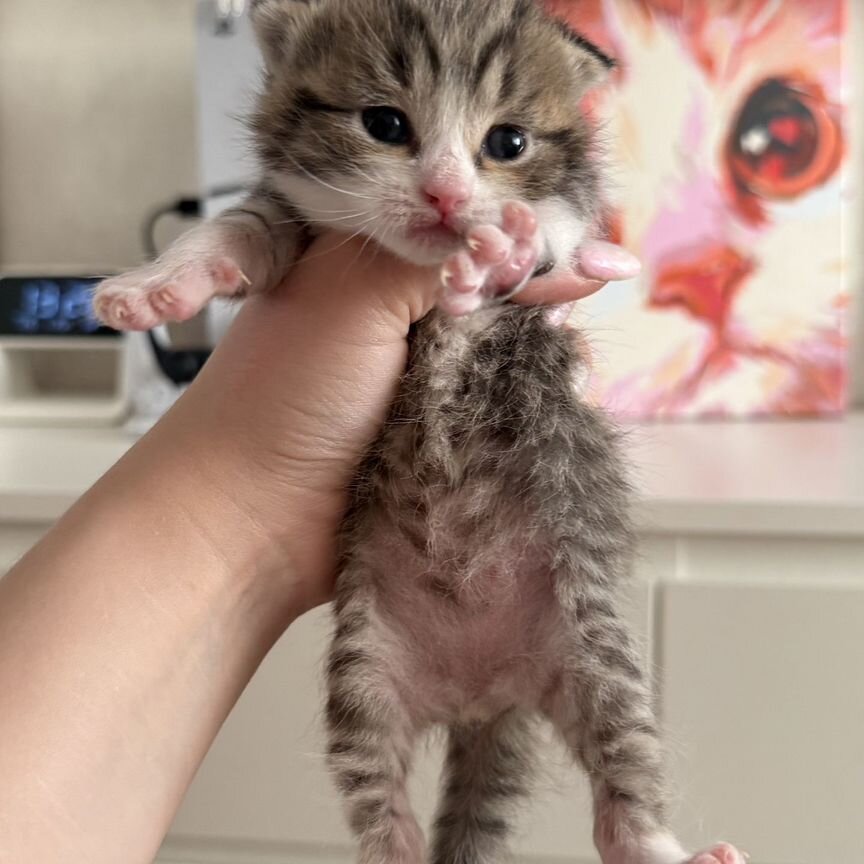 Котёнок в добрые руки