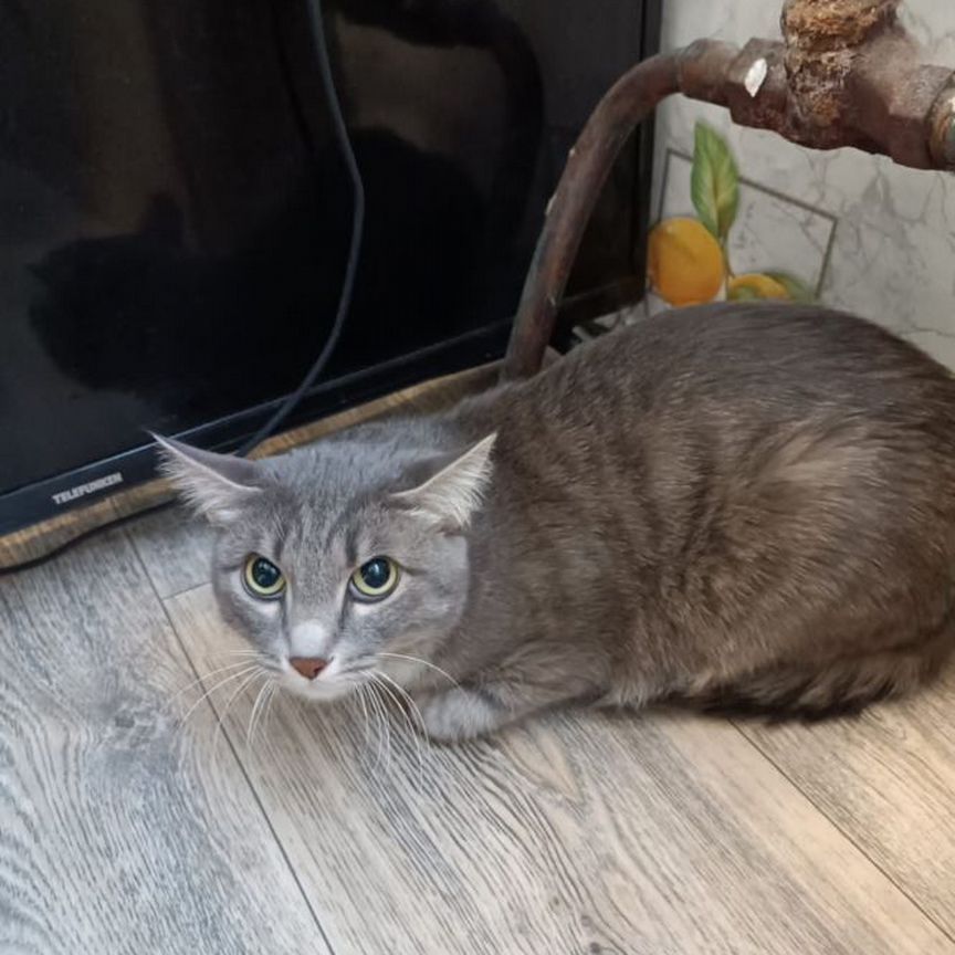 Кошка найденыш
