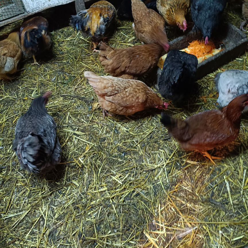 Продам домашних курочек
