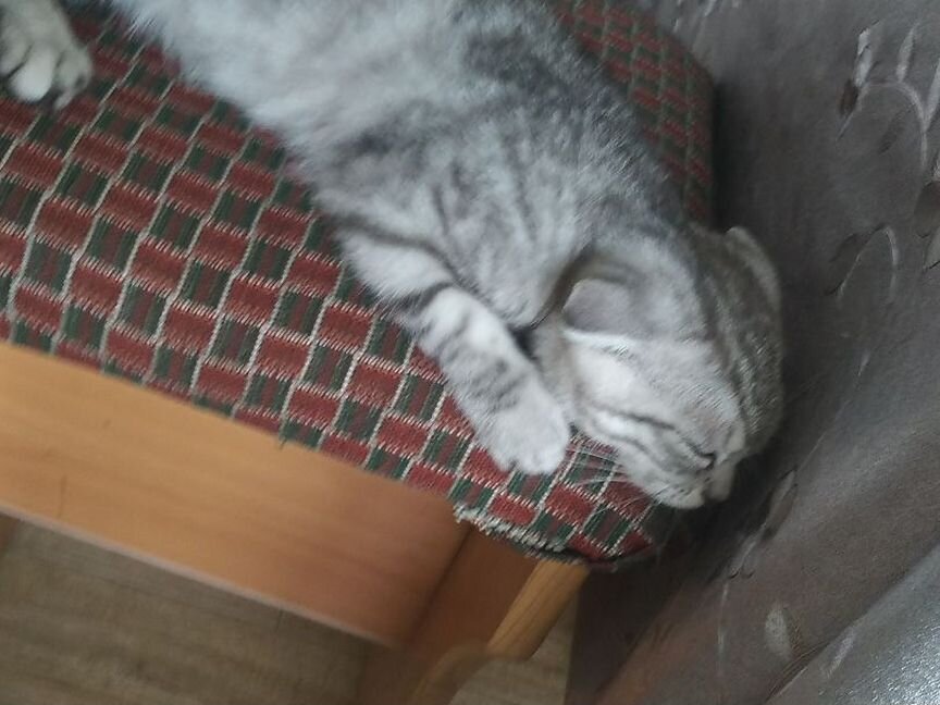 Кот
