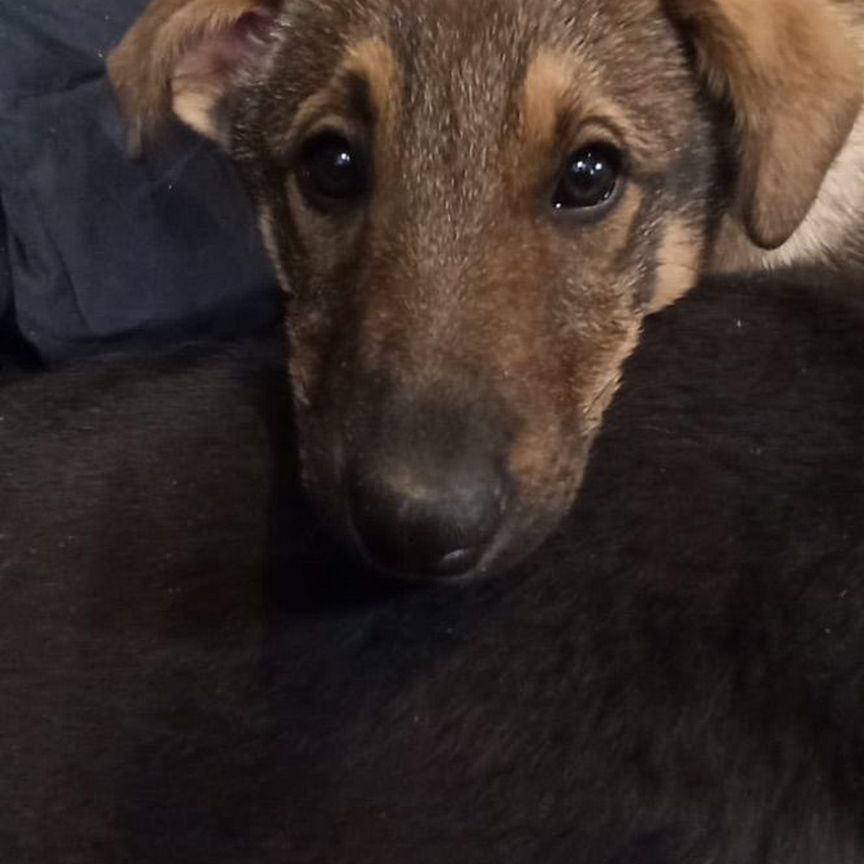 Подкинули щенка