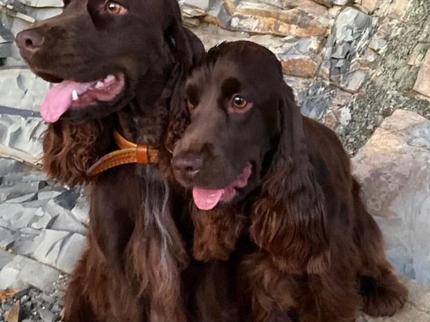 Щенки английского кокер спаниеля