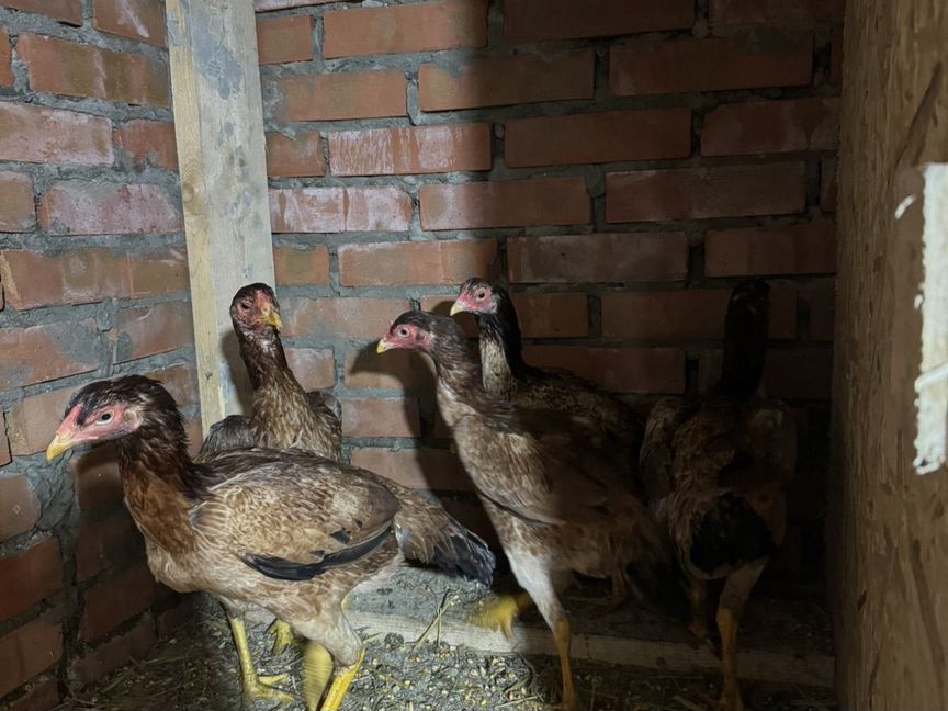 Бойцовский петух