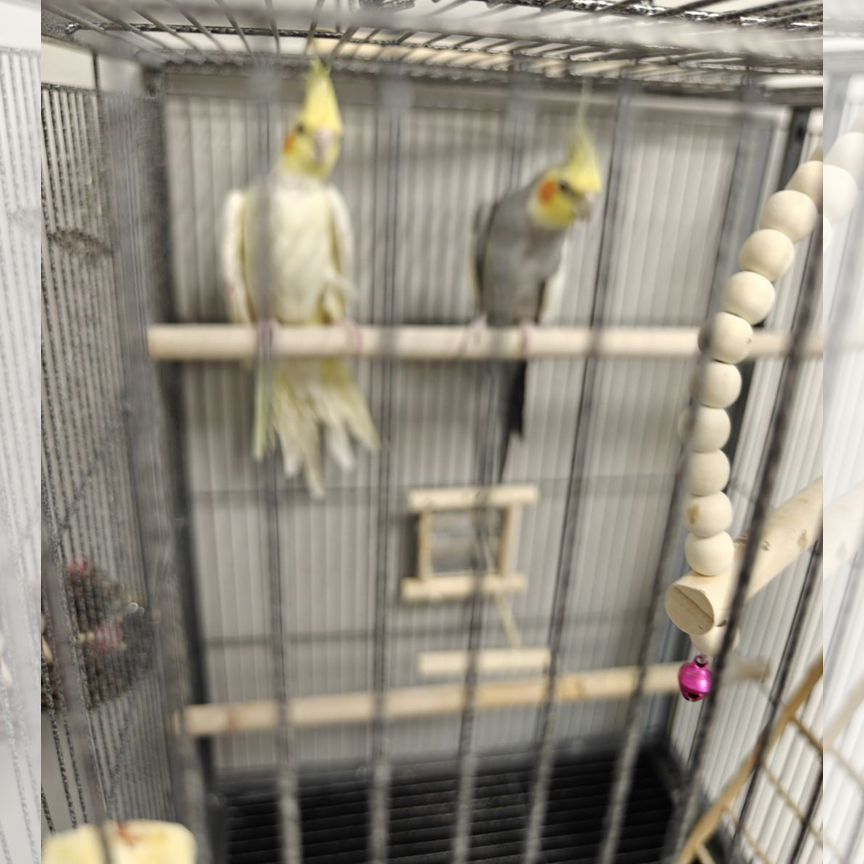 Попугай корелла девочка и мальчик