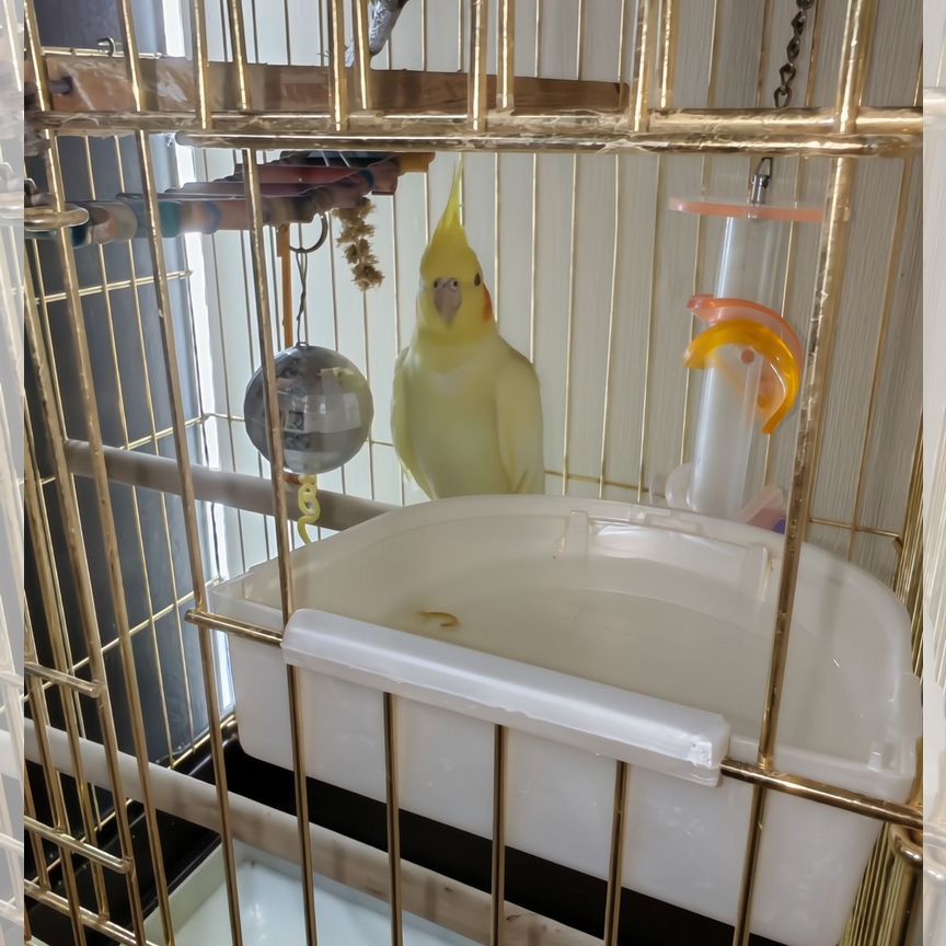 Попугай корелла