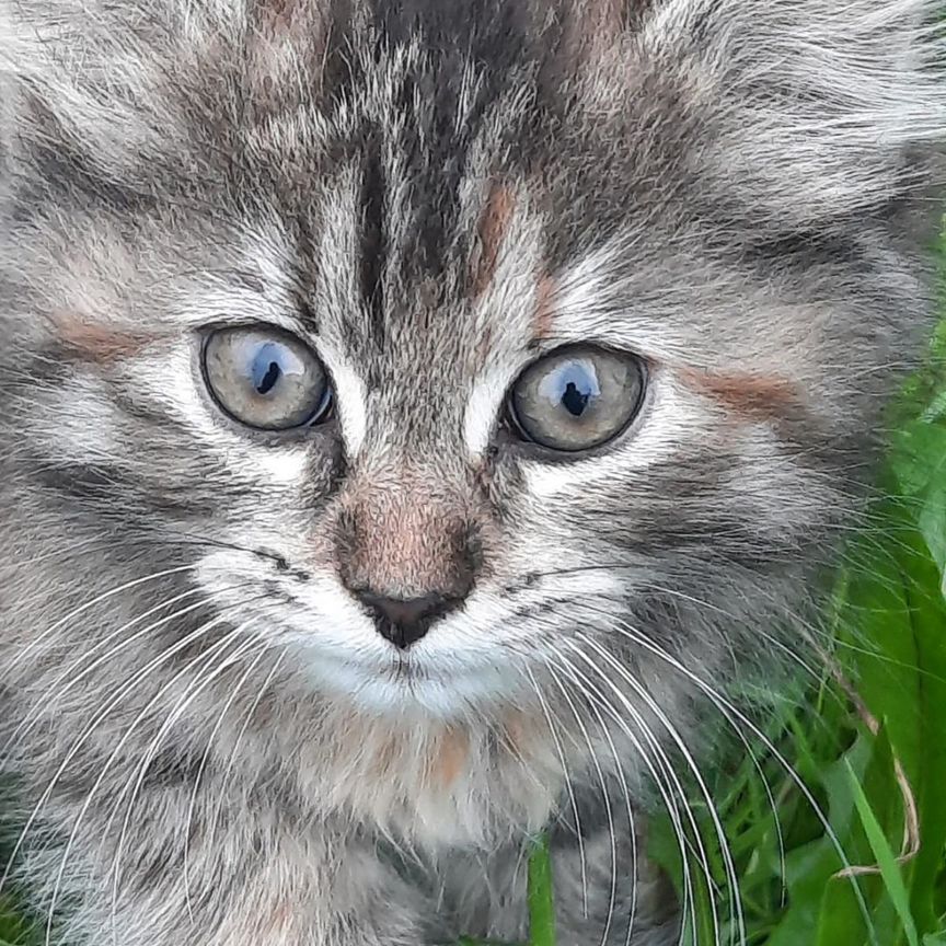 Чудные котята