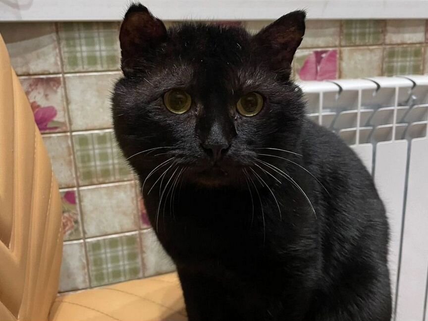 Черный кот ищет дом